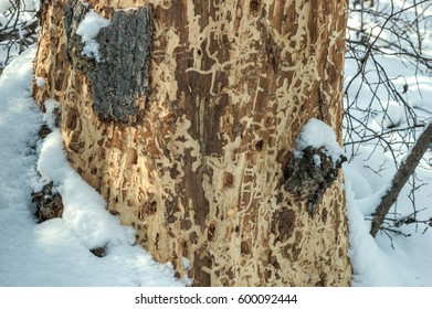 203 Bark less tree Images, Stock Photos & Vectors | Shutterstock