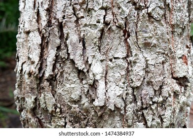 Bark Longstanding Tree Gradually Changes Brown Stock Photo 1474384937 ...