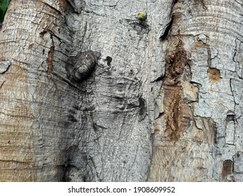 Bark Old Banyan Tree Texture Closeup Stock Photo 1908609952 | Shutterstock