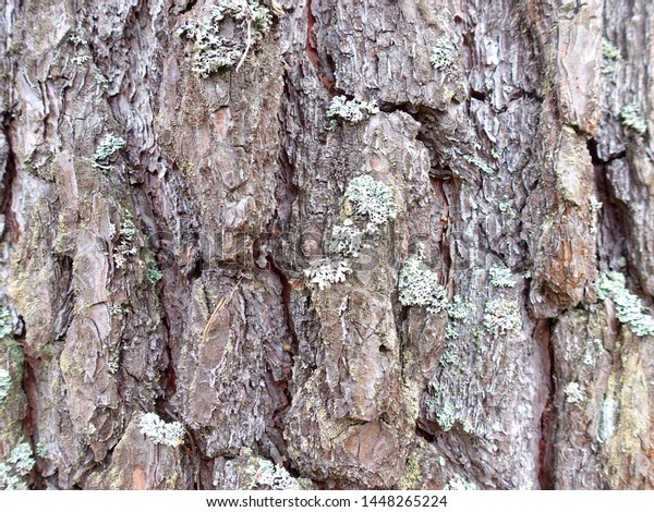 Bark Old Pine Tree Vertically Oriented Stock Photo 1448265224 ...