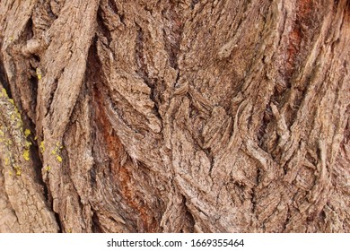 1,485 Furrowed tree bark Images, Stock Photos & Vectors | Shutterstock