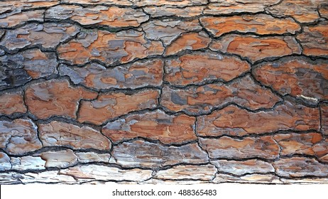 5,586 Tree redwood oak Images, Stock Photos & Vectors | Shutterstock