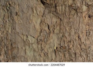 Bark Pattern Seamless Texture Tree Background Stock Photo 2204487029 ...