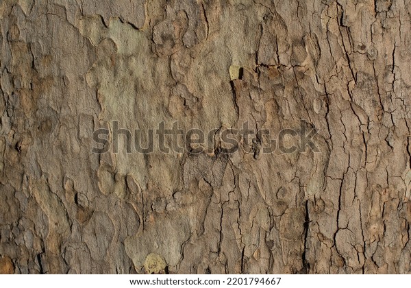 Bark Pattern Seamless Texture Tree Background Stock Photo 2201794667 ...