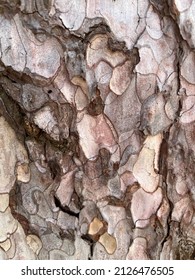 Bark Pine Tree Texture Wallpaper Stock Photo 2126476505 | Shutterstock