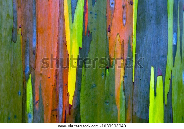 Bark Rainbow Eucalyptus Eucalyptus Deglupta Tree Stock Photo 1039998040 ...