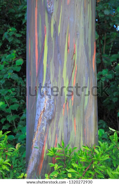 Bark Rainbow Tree Stock Photo (Edit Now) 1320272930