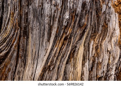 Bark African Juniper Tree Juniperus Procera Stock Photo 1406164262 ...