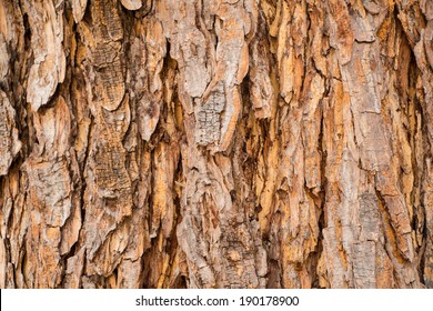 5,867 Redwood trees closeup Images, Stock Photos & Vectors | Shutterstock