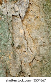 9,535 Maple tree bark texture Images, Stock Photos & Vectors | Shutterstock