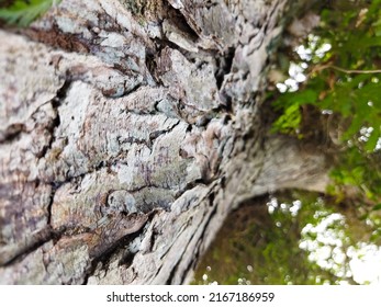 4,526 Banyan bark Images, Stock Photos & Vectors | Shutterstock