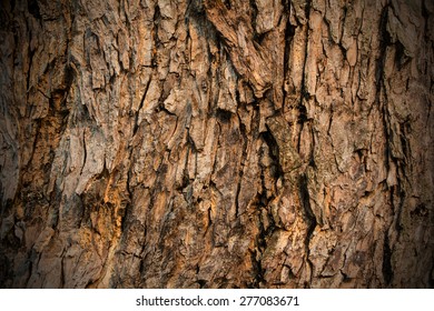 Bark Texture Rain Tree Stock Photo 277083671 | Shutterstock