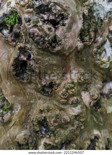 Bark Texture Surface Damaged Rotten Structure Stock Photo 2211246507 ...