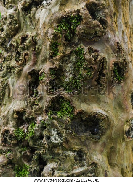 Bark Texture Surface Damaged Rotten Structure Stock Photo 2211246545 ...