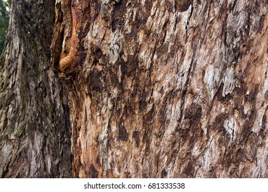Bark Texture Tree Trunks Stock Photo 681333538 | Shutterstock