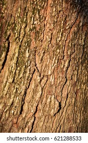 Bark Tree Longevity Aging Surface Much Stock Photo 621288533 | Shutterstock