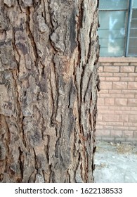 Bark Tree Side View Stock Photo 1622138533 | Shutterstock
