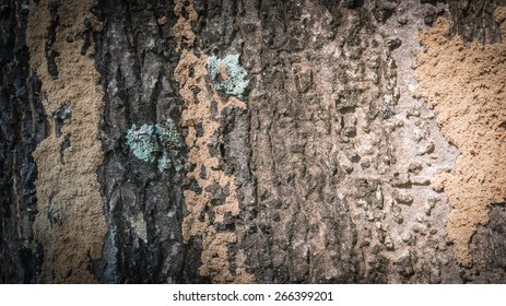 Bark Tree Texture Black Border Stock Photo 266399201 | Shutterstock