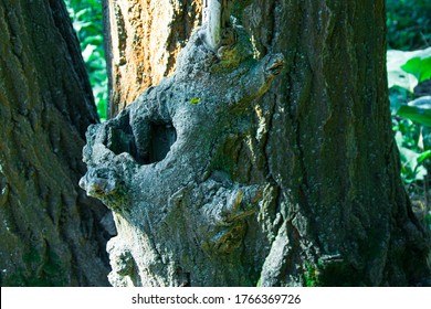 3,617 Unusual Tree Bark Images, Stock Photos & Vectors | Shutterstock