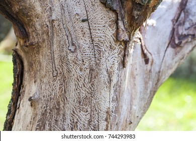 361 Barkless trees Stock Photos, Images & Photography | Shutterstock