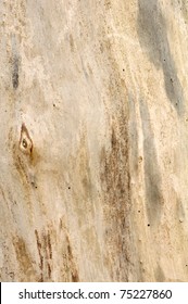 361 Barkless trees Stock Photos, Images & Photography | Shutterstock