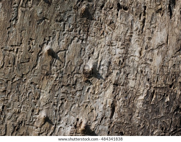 Barkless Tree Trunk Texture Background Stock Photo 484341838 | Shutterstock