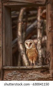 226 Barn owl in window Images, Stock Photos & Vectors | Shutterstock