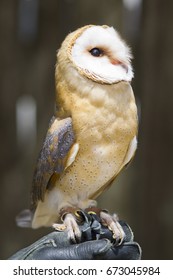 Стоковая фотография 641263945: Barn Owl Tyto Alba Most Widely ...