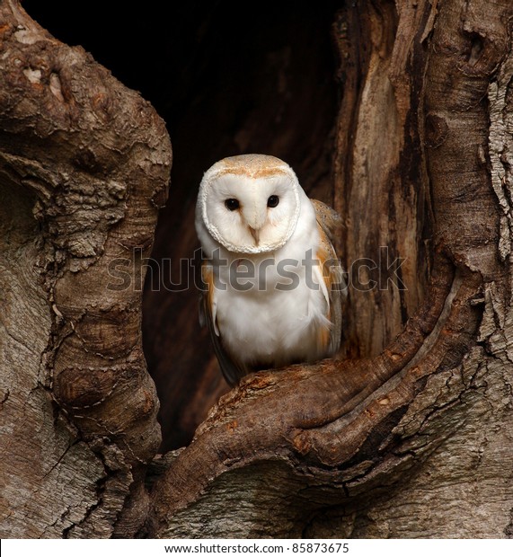 Barn Owl Stock Photo 85873675 | Shutterstock