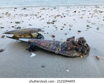 2,583 Attached Shells Images, Stock Photos & Vectors | Shutterstock