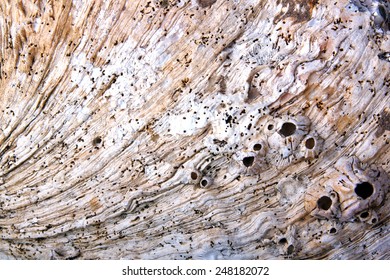 Barnacle texture : 5 095 images, photos et images vectorielles de stock ...