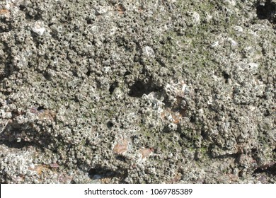 Barnacle Oyster Shells Embedded Rocks Growing Stock Photo 1069785389 ...