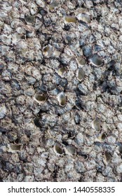Barnacle Oyster Shells Embedded Rocks Growing Stock Photo 1440558335 ...