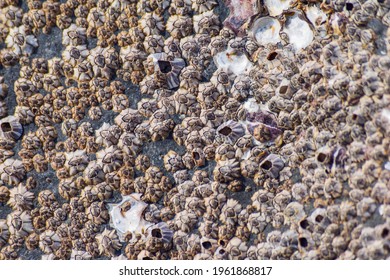 373 Barnacle Fossils Images, Stock Photos & Vectors | Shutterstock