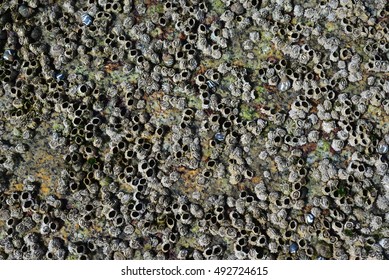 Real Natural Background White Granite Crushed Stock Photo 683169778 ...
