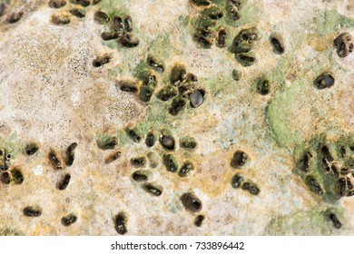 Fried Georgian Tortillas Closeup Culinary Background Stock Photo ...