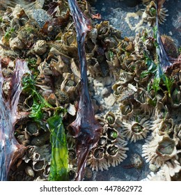 97 Barnacle back Images, Stock Photos & Vectors | Shutterstock