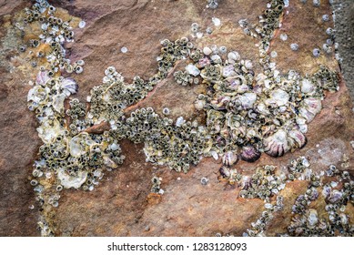 373 Barnacle Fossils Images, Stock Photos & Vectors | Shutterstock