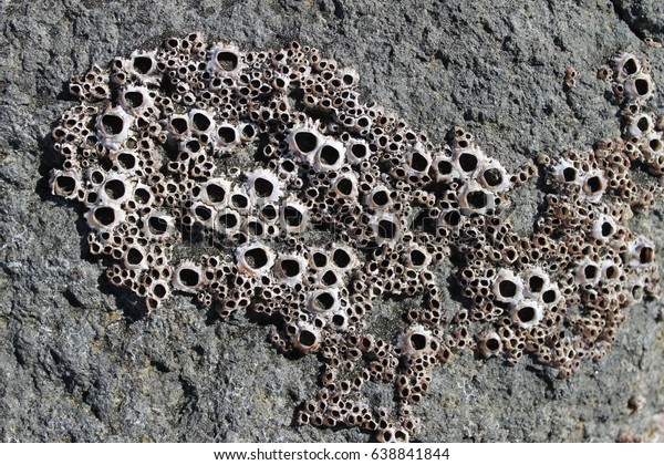 Barnacles On Rocks Stock Photo (Edit Now) 638841844