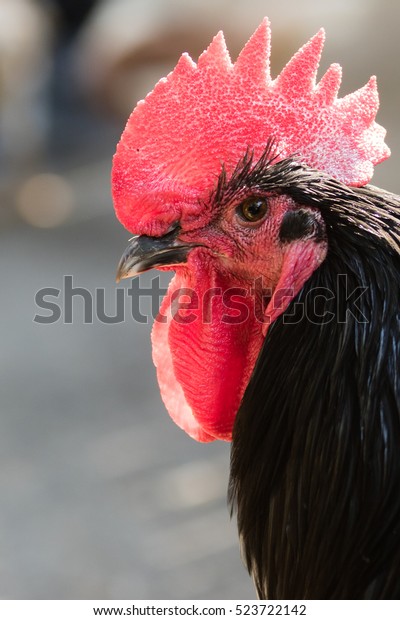 9 King barnyard 图片、库存照片和矢量图 | Shutterstock