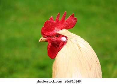 Barnyard Rooster Stock Photo 286915148 | Shutterstock