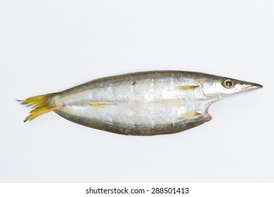 173 Japanese Barracuda Images, Stock Photos & Vectors | Shutterstock