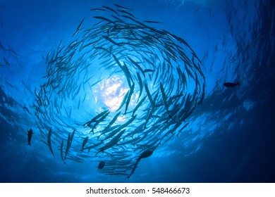6,116 Silver school fish Images, Stock Photos & Vectors | Shutterstock
