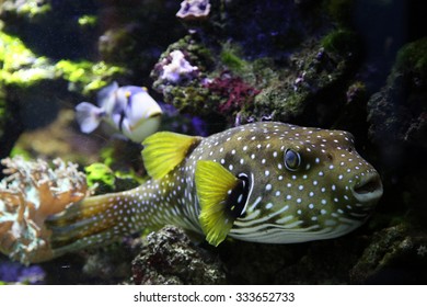 69 Barramundi cod cromileptes altivelis Images, Stock Photos & Vectors ...
