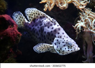 69 Barramundi cod cromileptes altivelis Images, Stock Photos & Vectors ...
