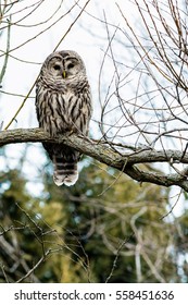 Little Snow Owl Angry Looking On Stock Photo (Edit Now) 455957692