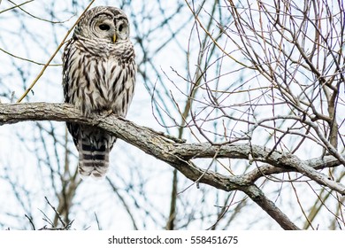 Little Snow Owl Angry Looking On Stock Photo (Edit Now) 455957692