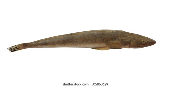 Bartailed Images, Stock Photos & Vectors | Shutterstock