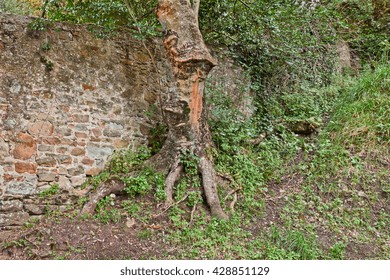 100 Knobbly tree bark Images, Stock Photos & Vectors | Shutterstock