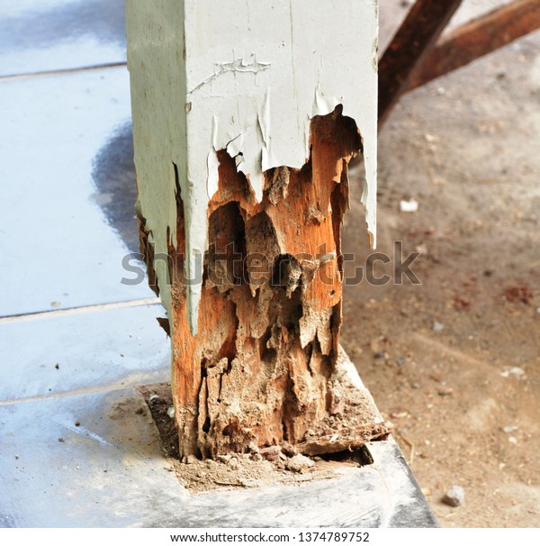 Base Pole Damaged By Termites Stock Photo 1374789752 | Shutterstock